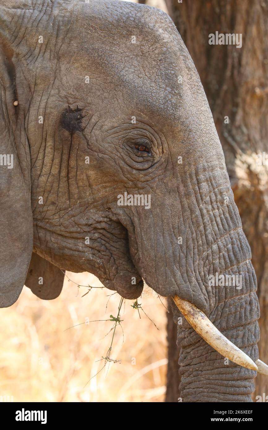 Parc national du tarangire hi-res stock photography and images - Alamy