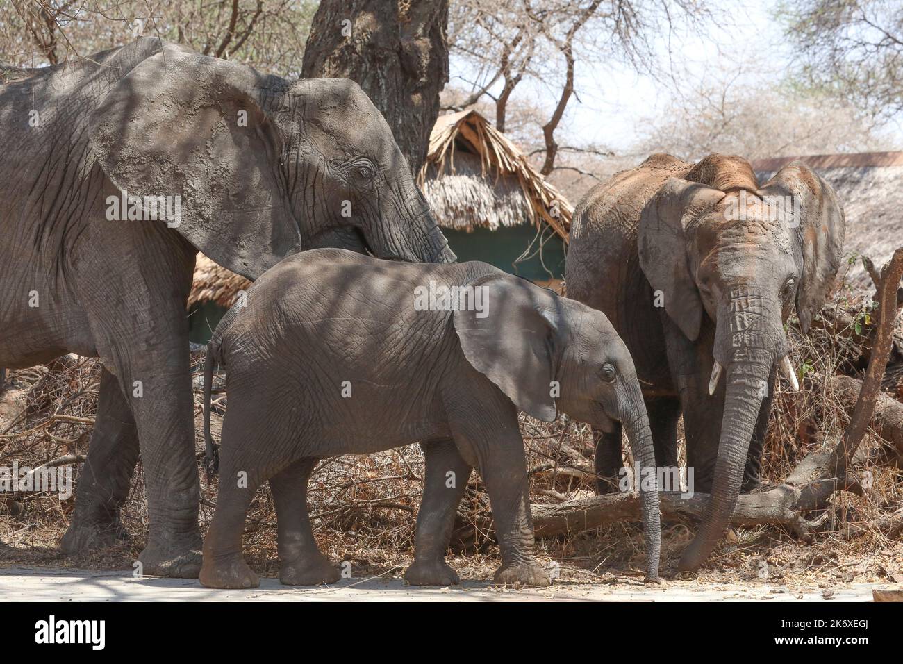 Parc national du tarangire hi-res stock photography and images - Alamy