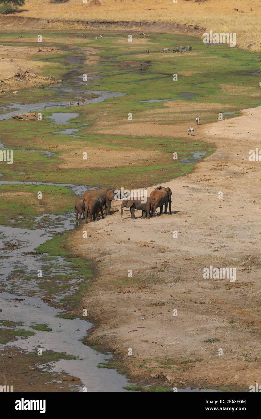 Tarangire river national park hi-res stock photography and images - Alamy
