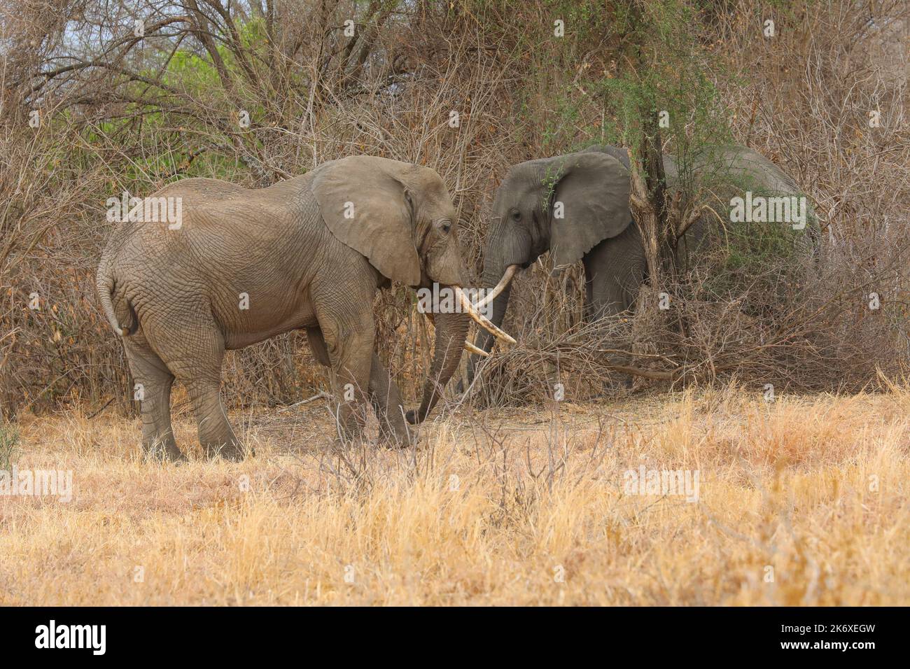 Parc national du tarangire hi-res stock photography and images - Alamy