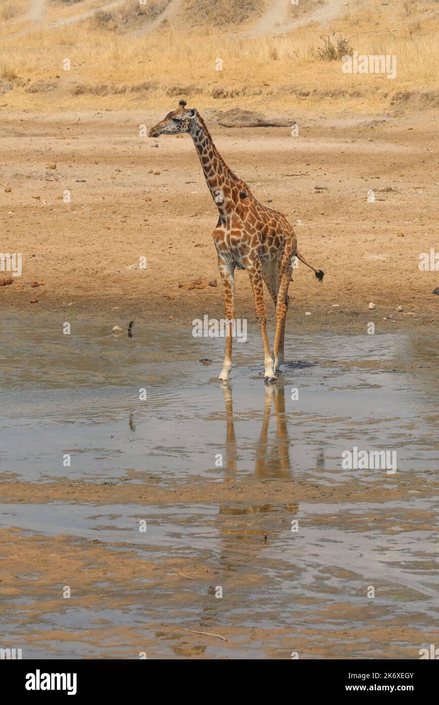 Parc national du tarangire hi-res stock photography and images - Alamy