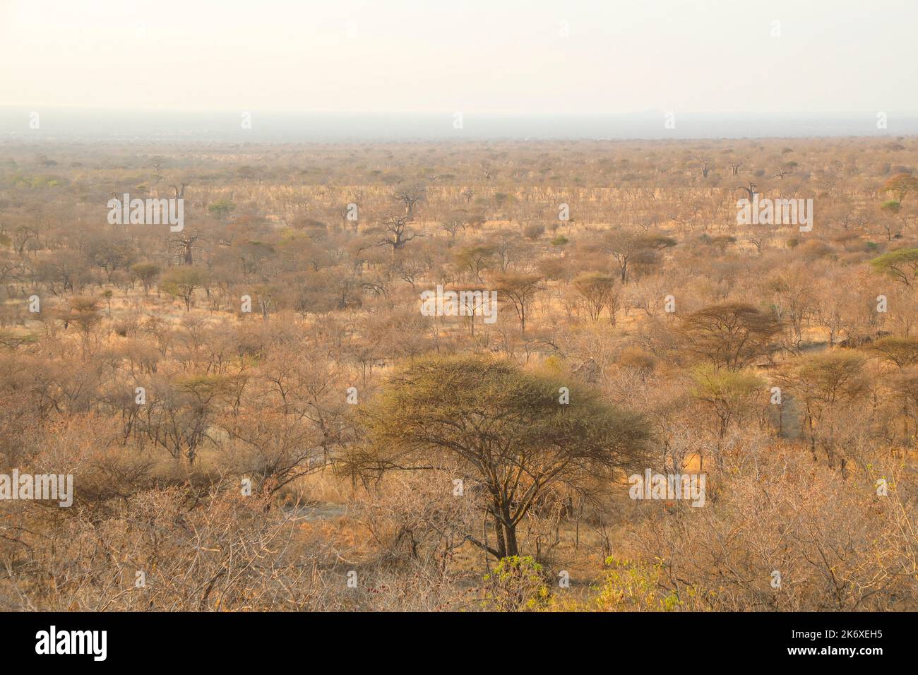 Parc du tarangire hi-res stock photography and images - Alamy