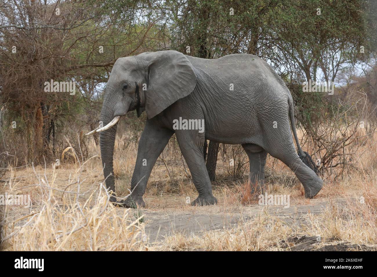 Parc national du tarangire hi-res stock photography and images - Alamy
