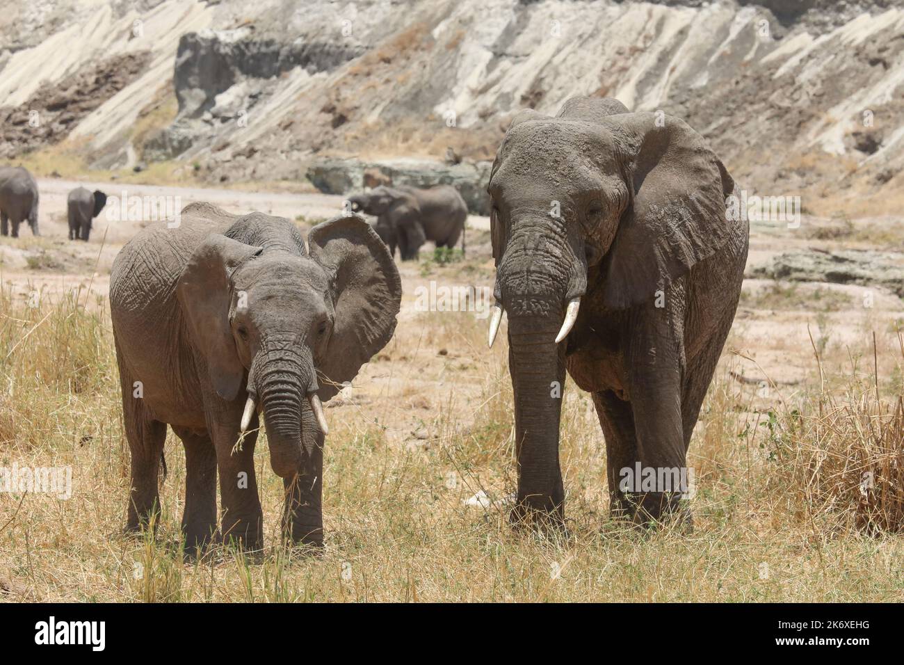 Parc national du tarangire hi-res stock photography and images - Alamy