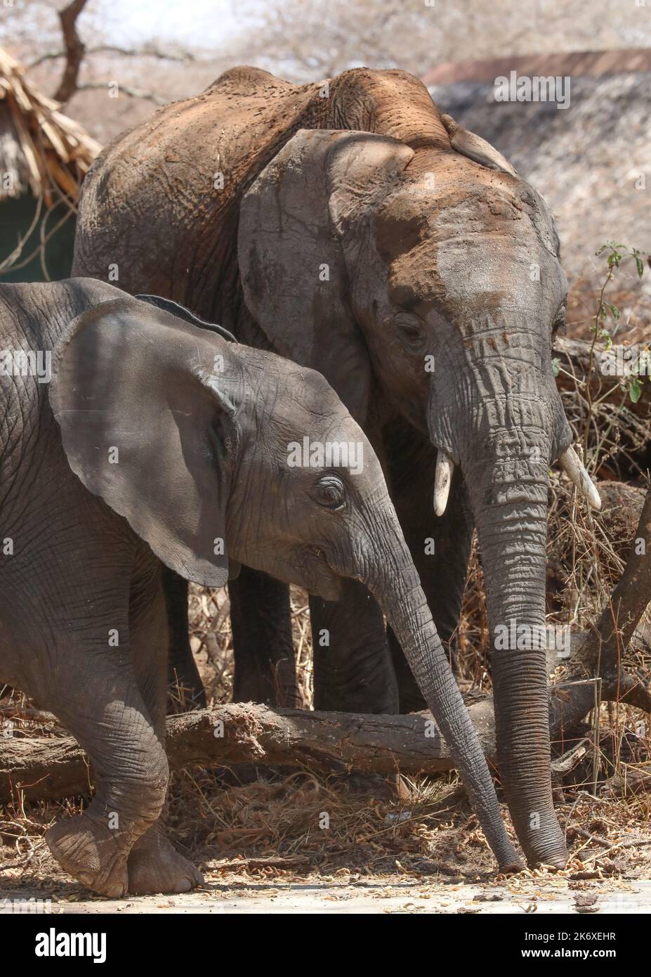 Parc national du tarangire hi-res stock photography and images - Alamy