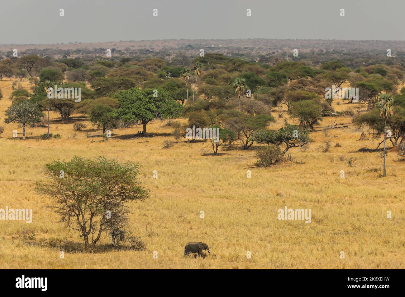 Parc national du tarangire hi-res stock photography and images - Alamy
