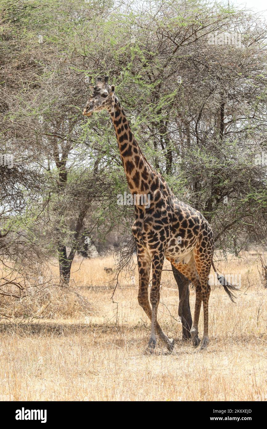 Parc national du tarangire hi-res stock photography and images - Alamy