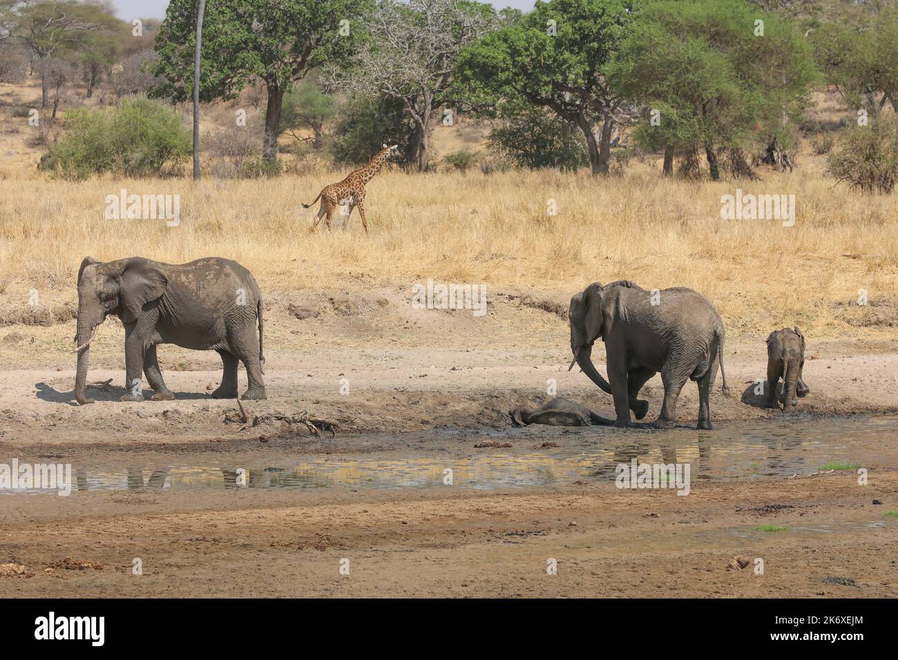 Parc national du tarangire hi-res stock photography and images - Alamy