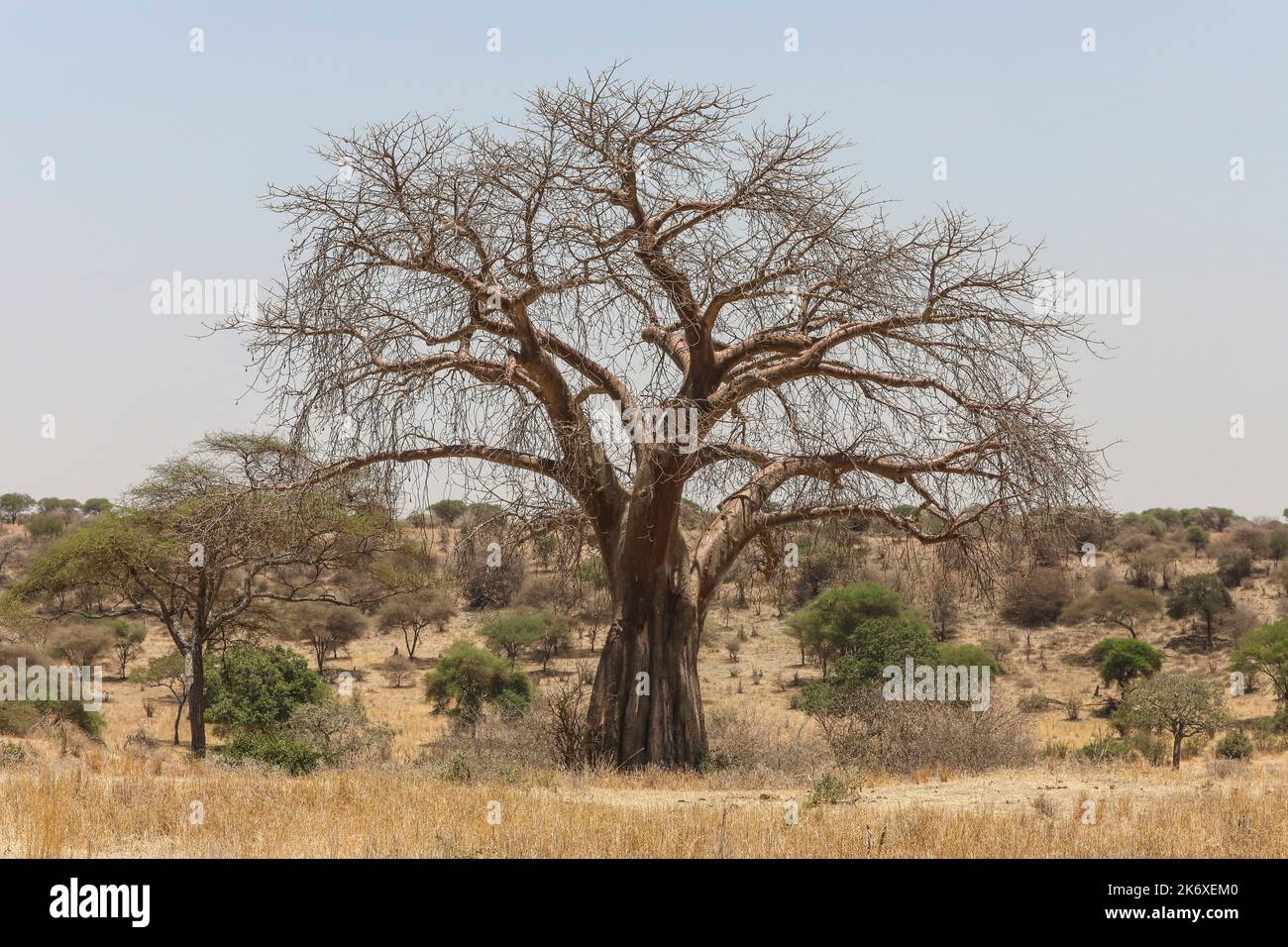Parc national du tarangire hi-res stock photography and images - Alamy