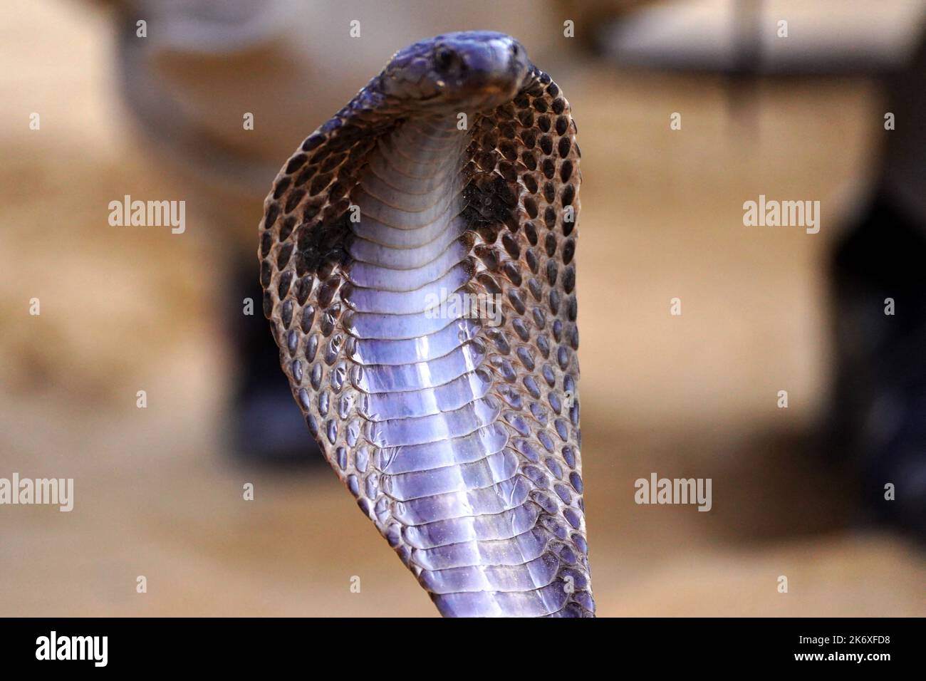 Black desert cobra hi-res stock photography and images - Alamy