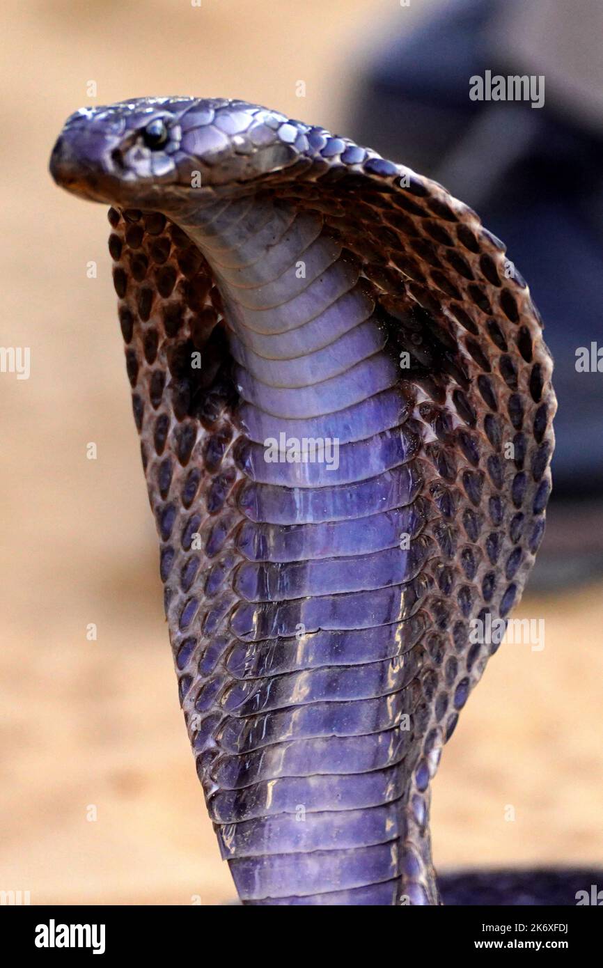 Black desert cobra hi-res stock photography and images - Alamy