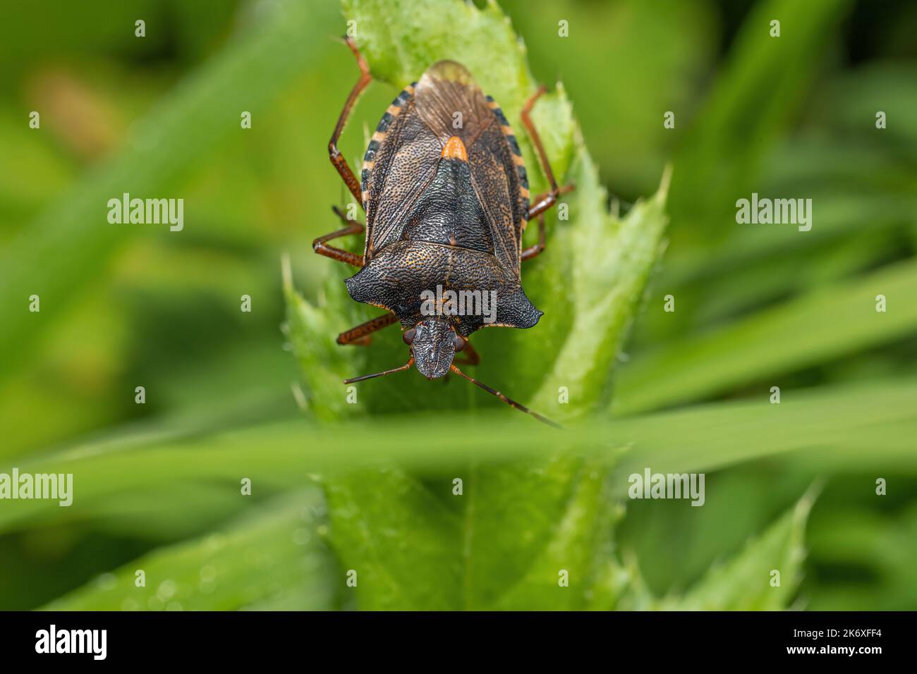 Macro top view of the forest bug or red-legged shieldbug . Horizontally ...