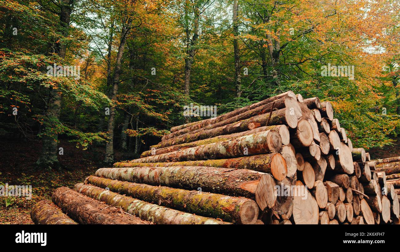 Wooden Logs Stacked In The Woods Stock Photo - Alamy