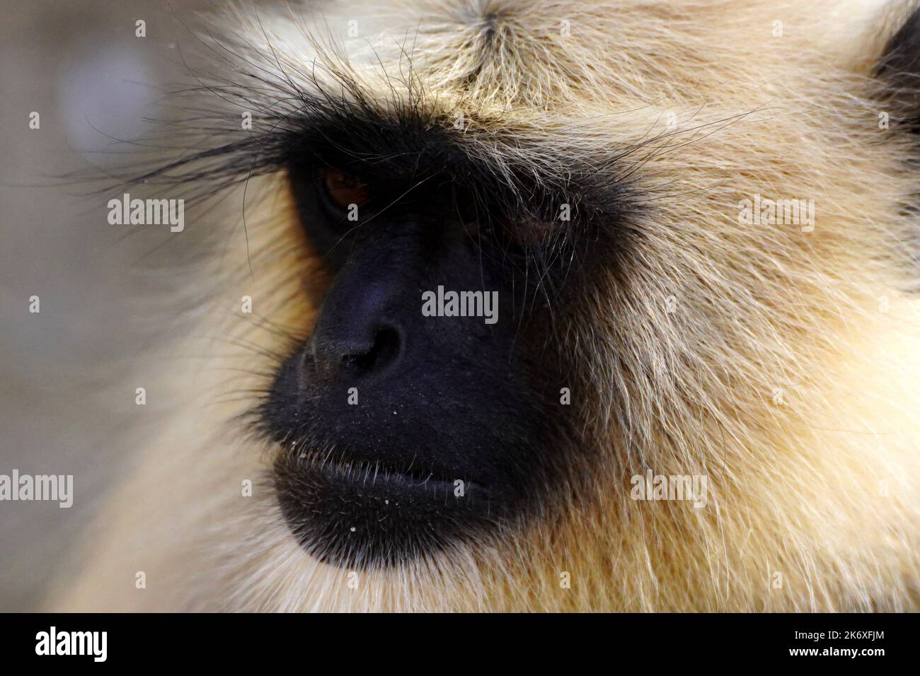 A Grey langur monkey in Desert of Pushkar, Rajasthan, India on 16 ...