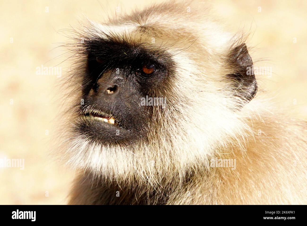 A Grey langur monkey in Desert of Pushkar, Rajasthan, India on 16 ...