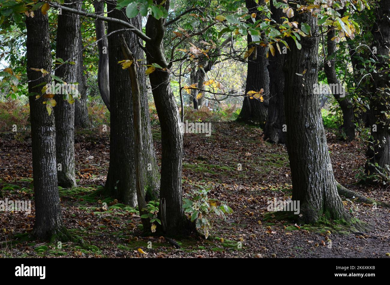 Scots pine trees, RSPB reserve, Arne, Dorset Stock Photo - Alamy