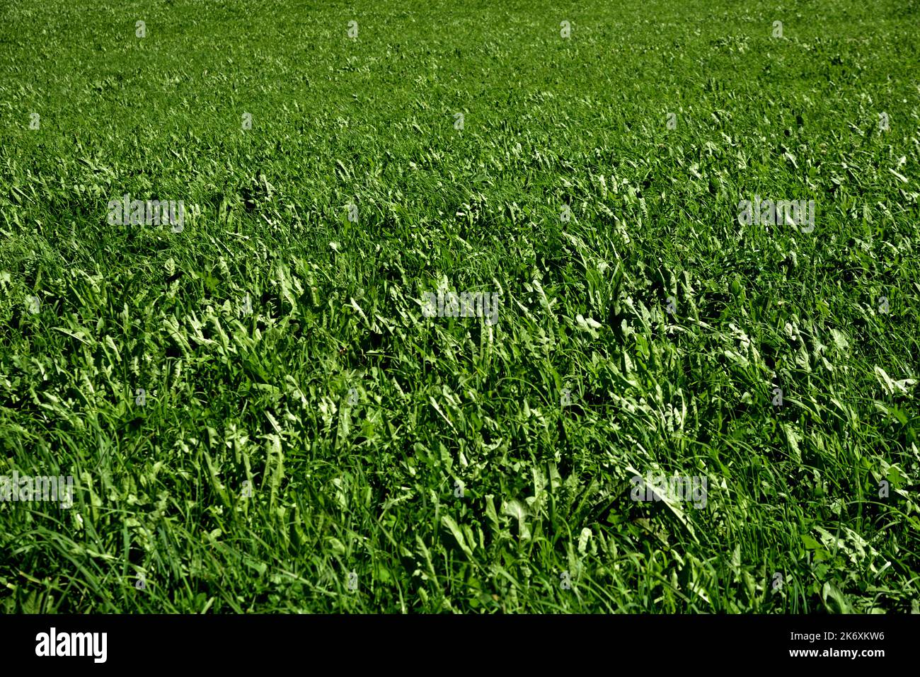 A vast grassy growth in an alpine meadow, good pasture for cows Stock ...