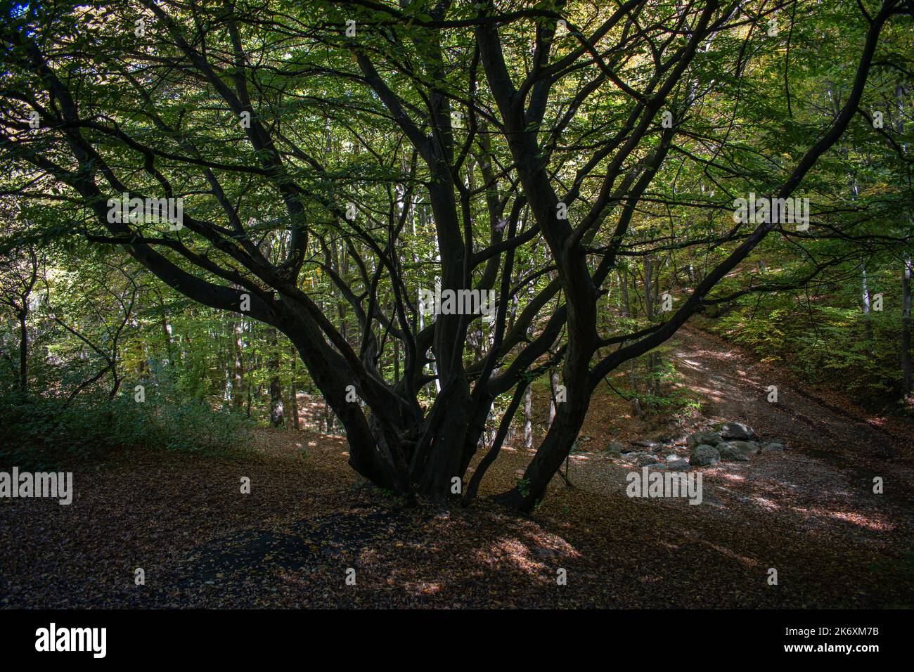 Scary tree in the forest Stock Photo - Alamy