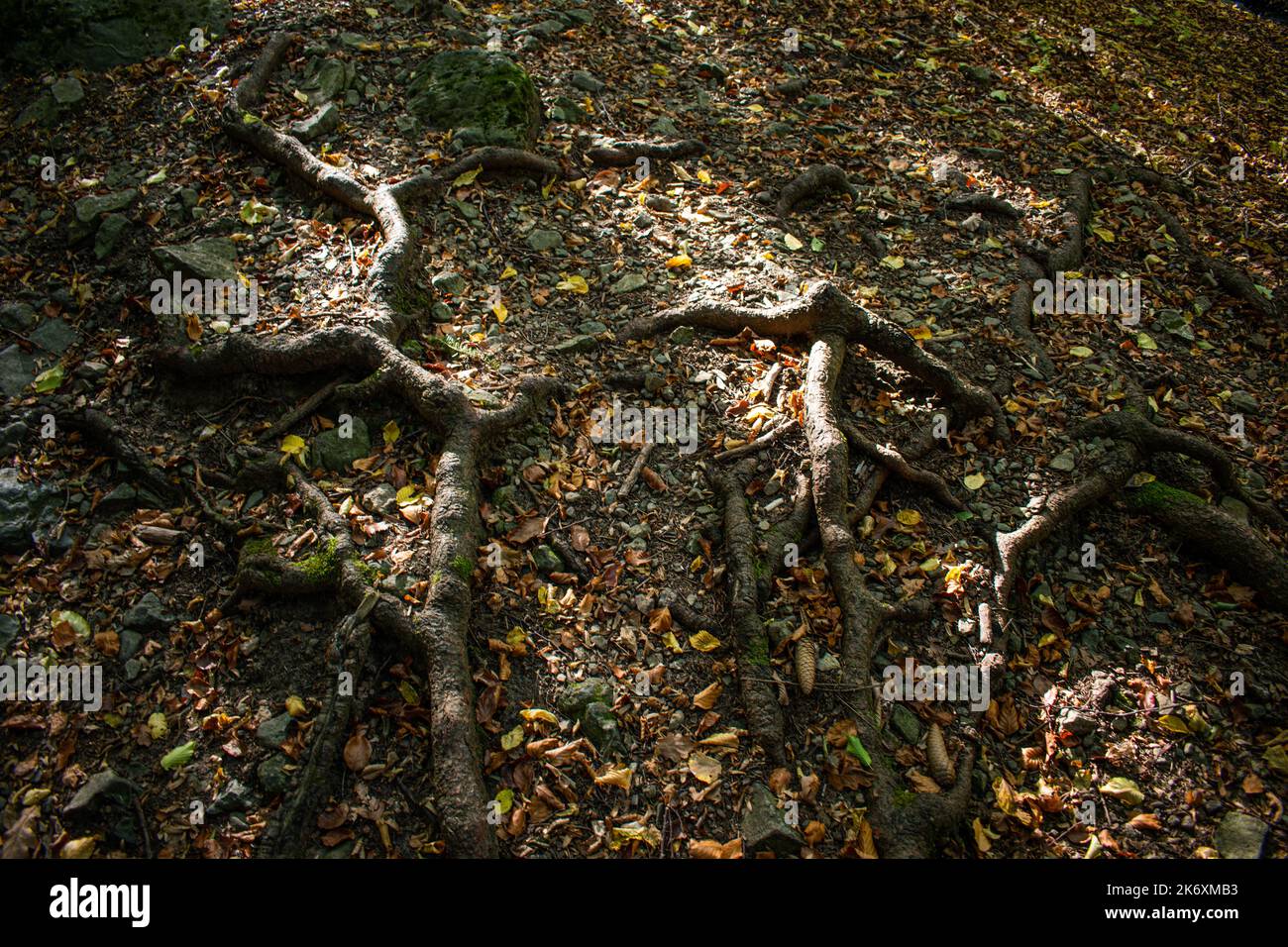 Beautiful tree roots showing hi-res stock photography and images - Alamy