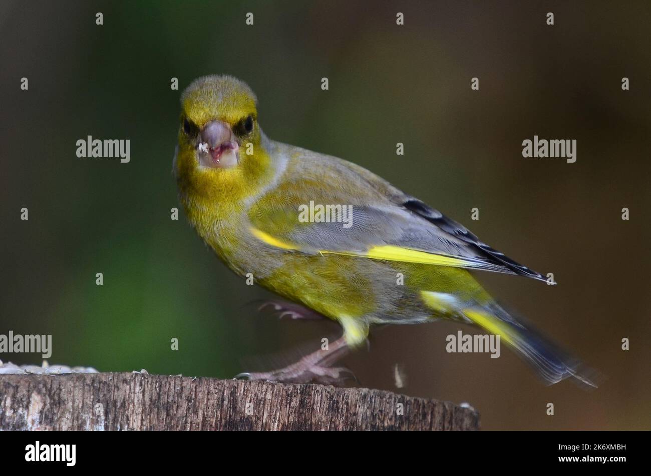 Greenfinch portait hi-res stock photography and images - Alamy