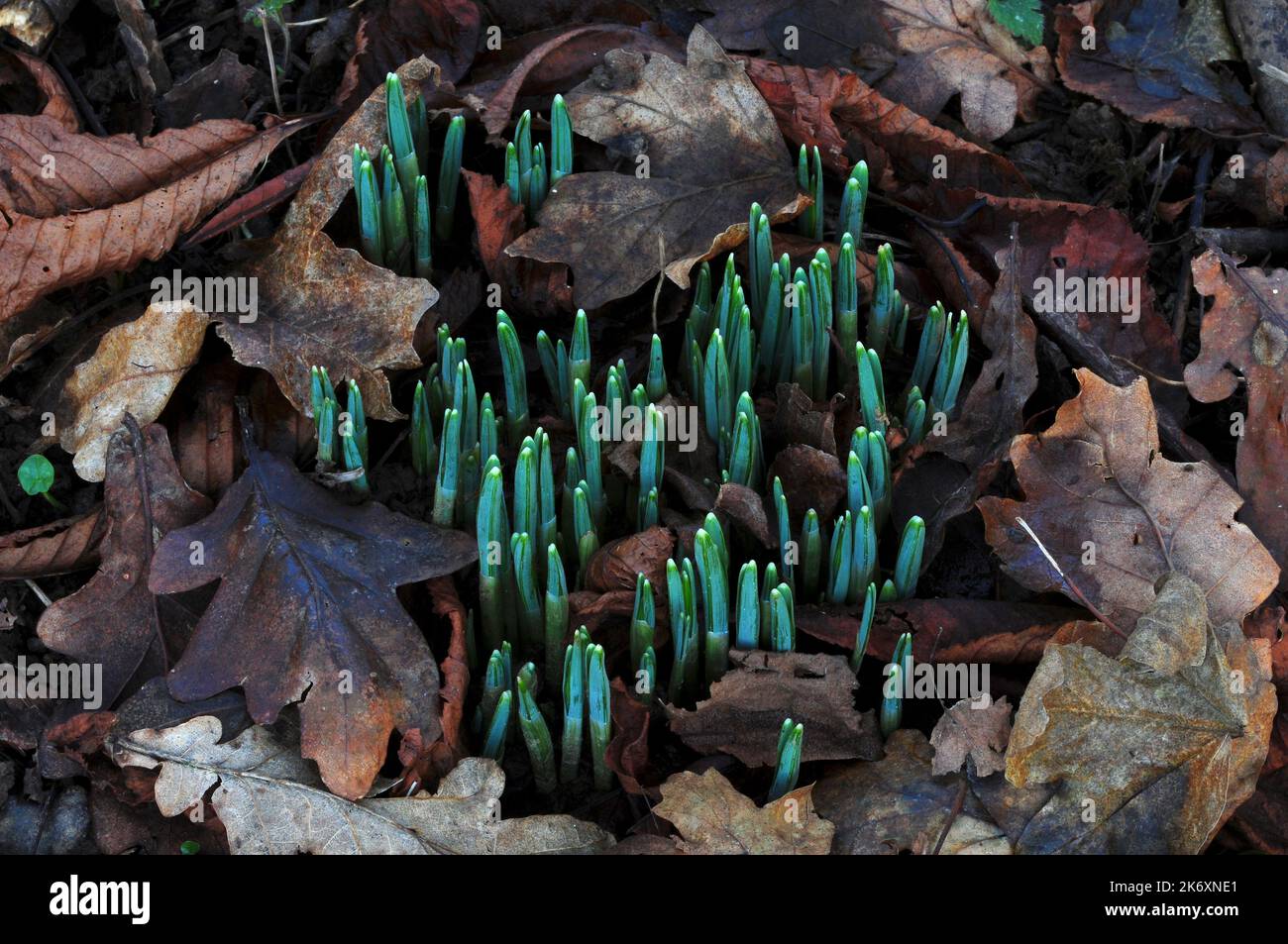 Snowdrop buds pushing up through leaf litter Stock Photo - Alamy