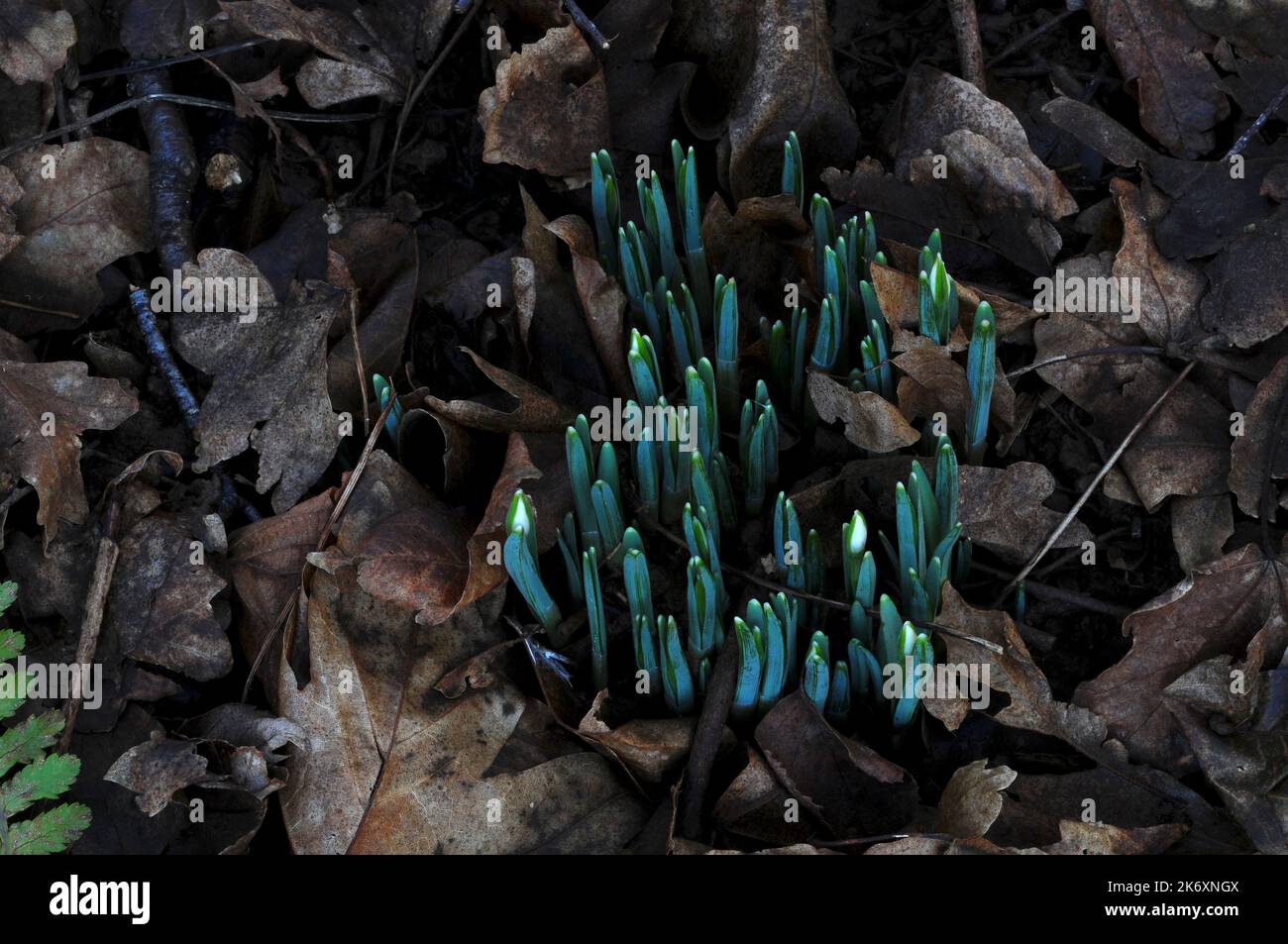 Snowdrop buds pushing up through leaf litter Stock Photo - Alamy