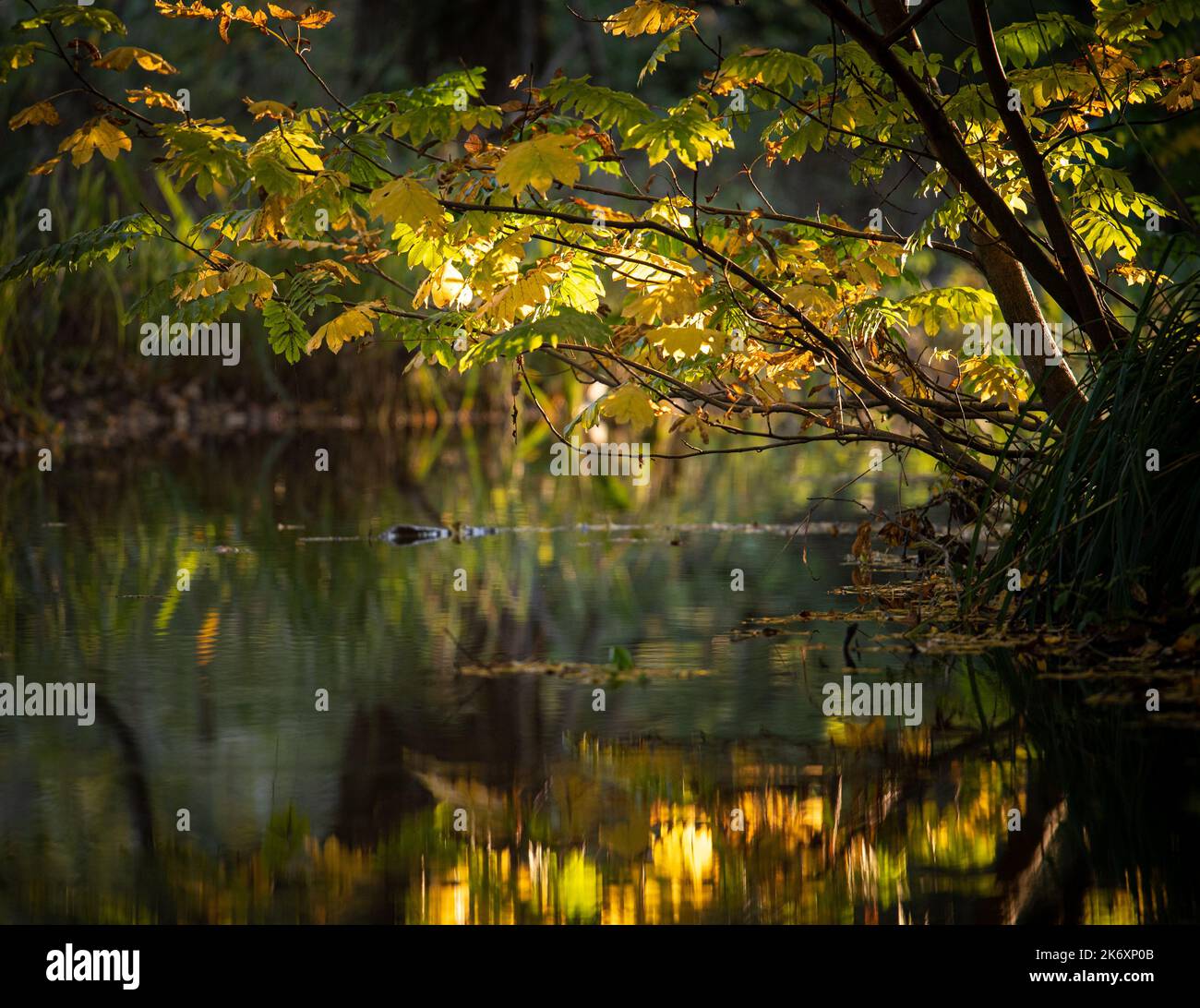 River pang and berkshire hi-res stock photography and images - Alamy