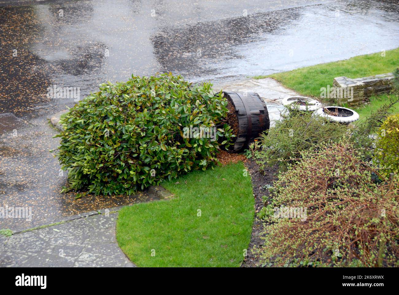 Toppled in the wind hi-res stock photography and images - Alamy
