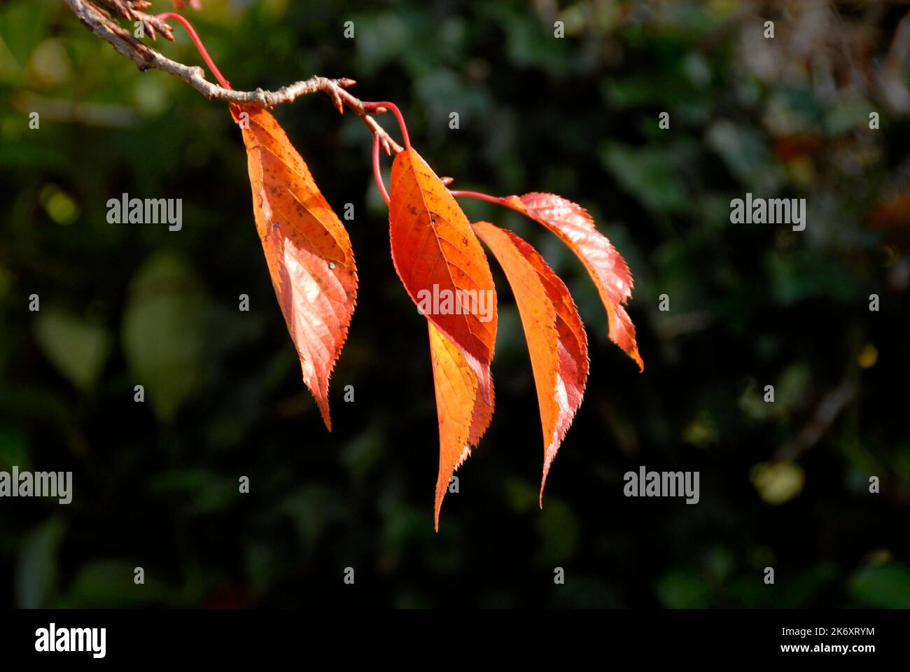 Amanogawa prunus autumn hi-res stock photography and images - Alamy