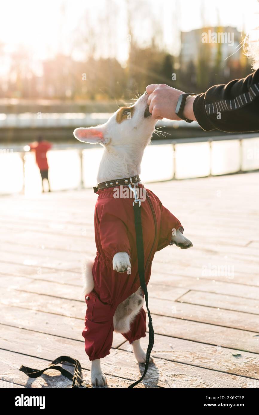 Woman training puppy jack russell terrier in autumn or winter park ...