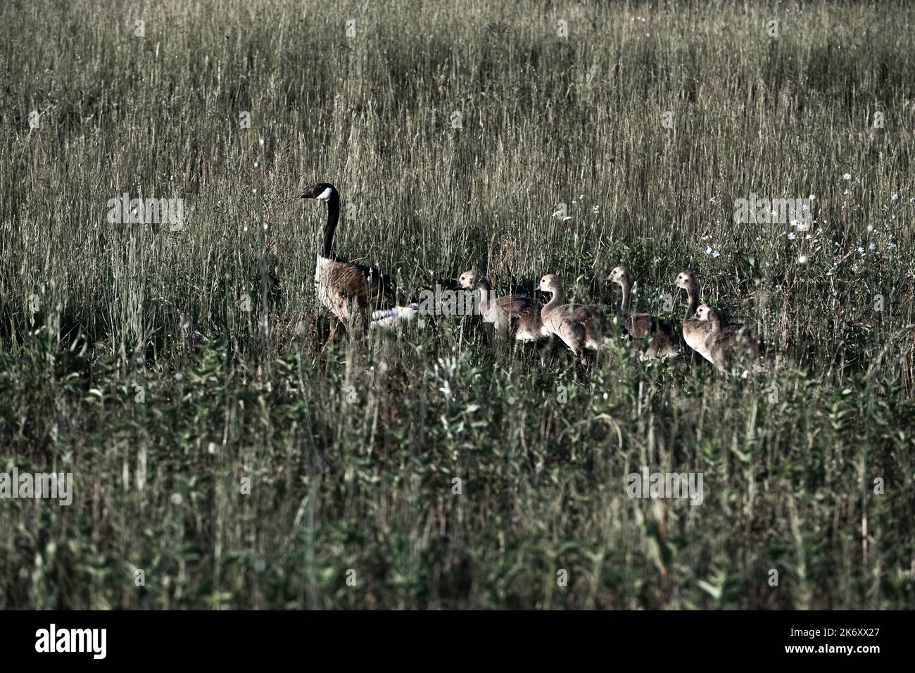 Mother goose with a gaggle of young chicks Stock Photo - Alamy