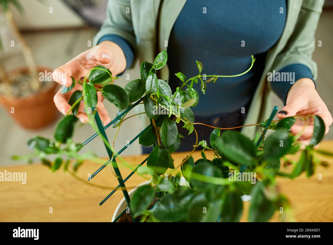 Red dipladenia floral botanical hi-res stock photography and images - Alamy