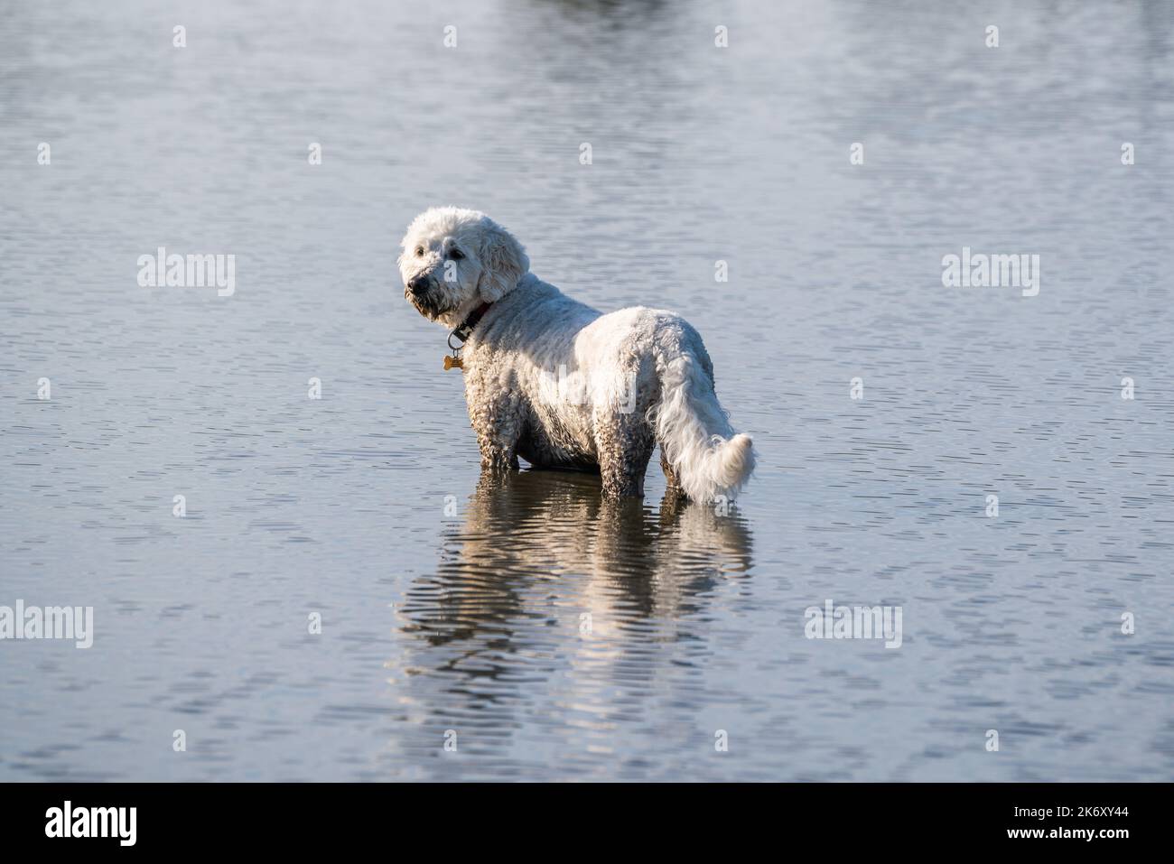 16 October 2022: A labradoodle dog cooling off in a lake, London ...