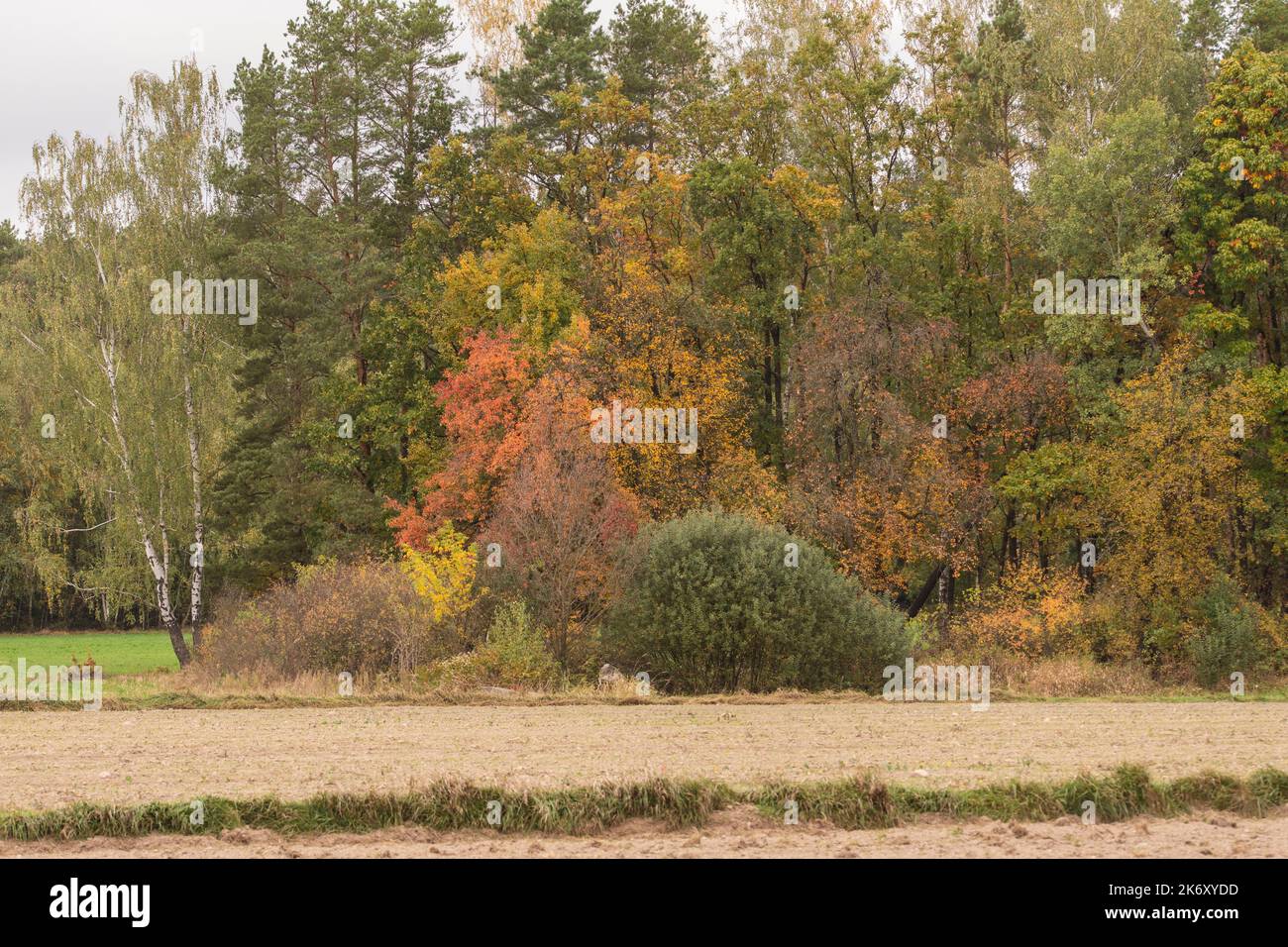 Cloudy day with red yellow autumn trees hi-res stock photography and ...