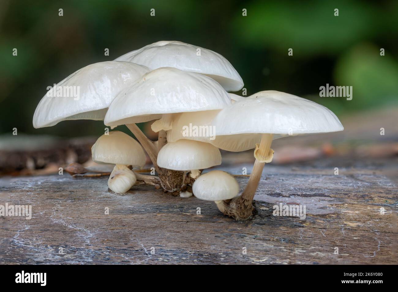 Close-up side view of a group of porcelain fungus growing in autumn on ...