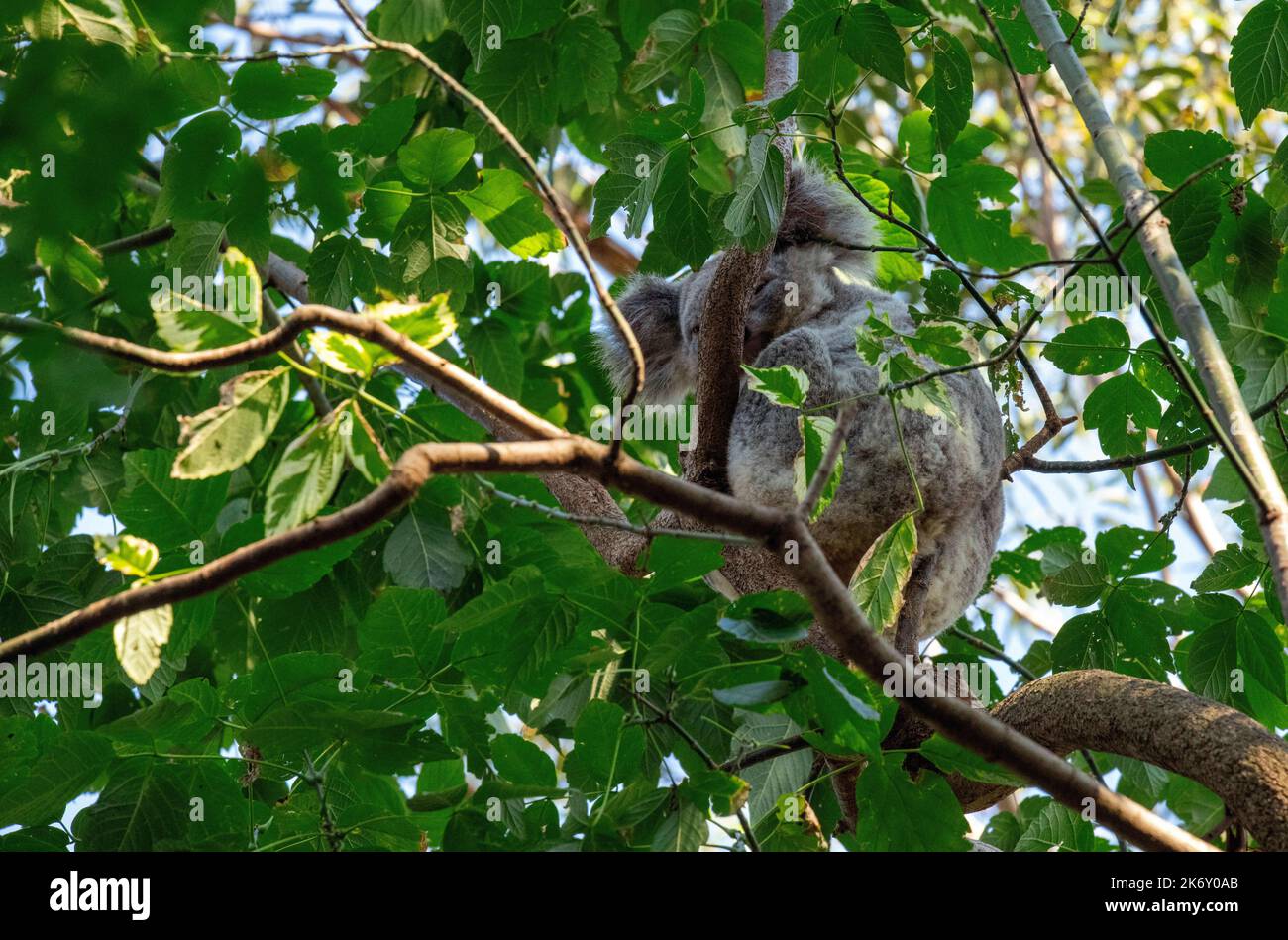 October 16, 2022, Sydney, New South Wales (NSW, Australia: A koala ...