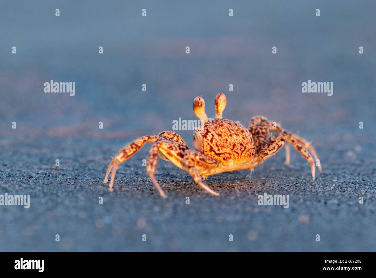 Spiny Sand Crab