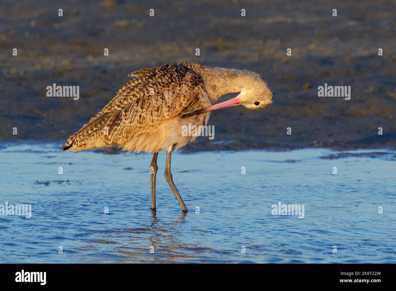 Marbled godwit limosa fedoa hi-res stock photography and images - Alamy