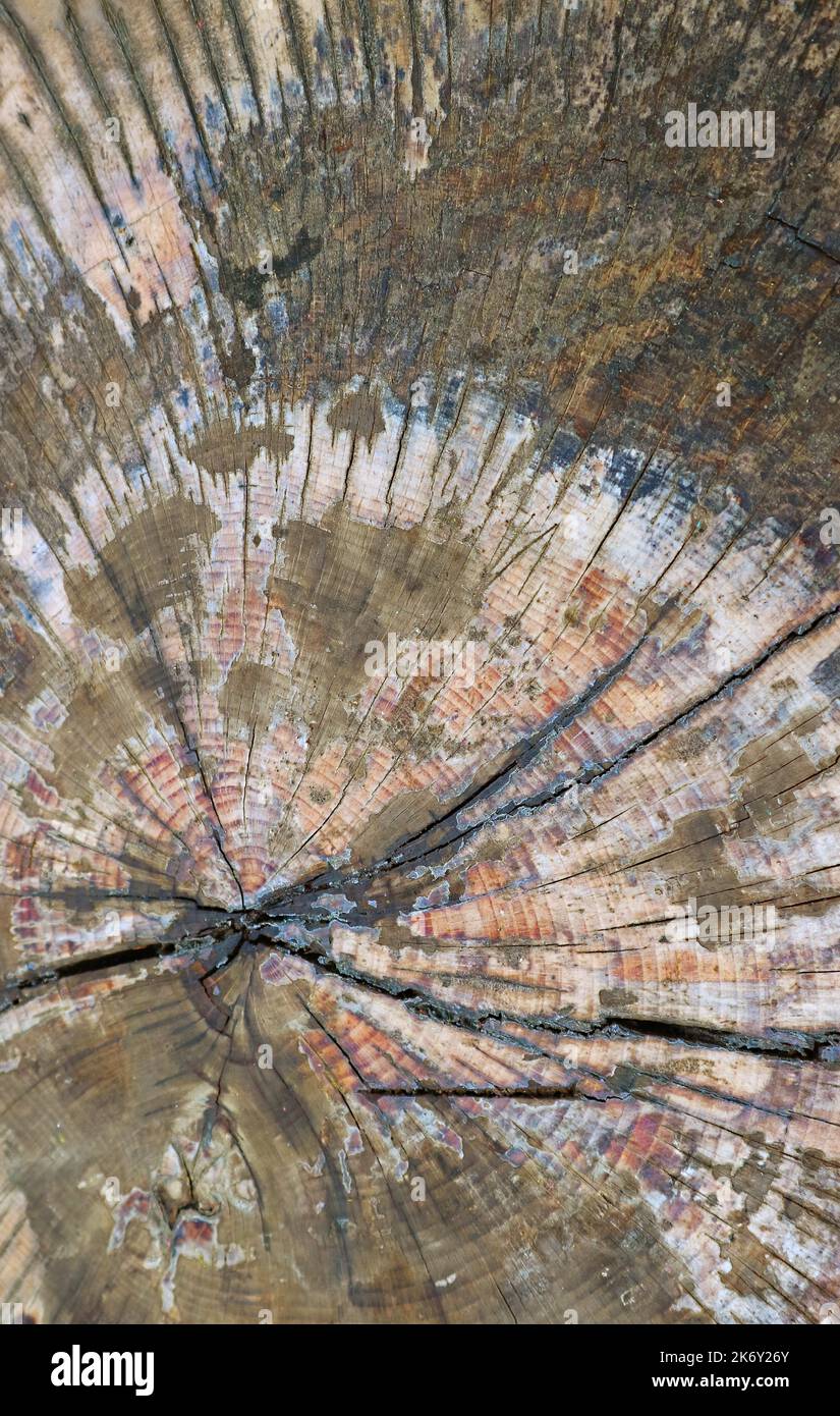 Texture of cracked cut wood log surface for abstract background Stock ...