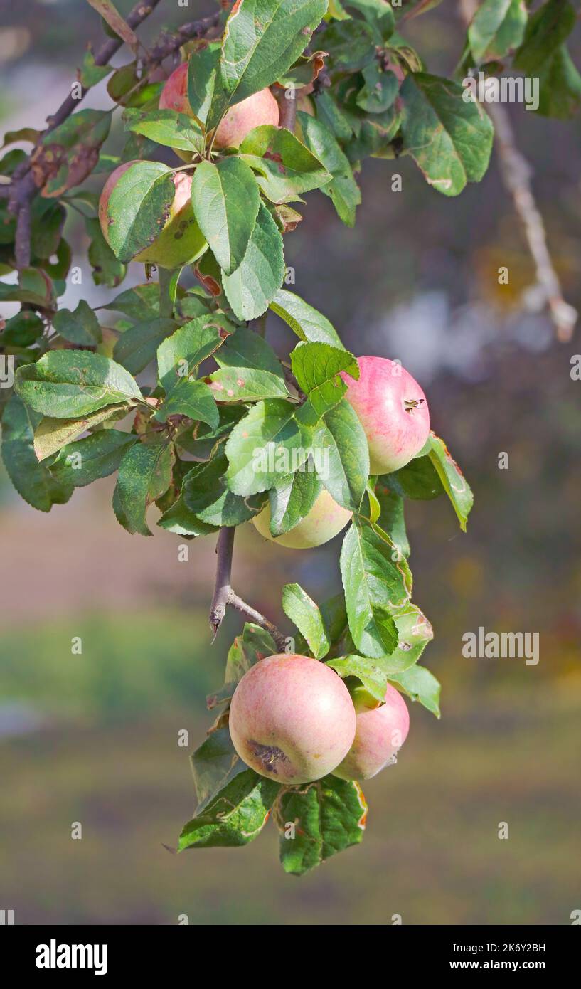 Bunchof Apple Fruits Ripening on the Tree Stock Photo - Alamy