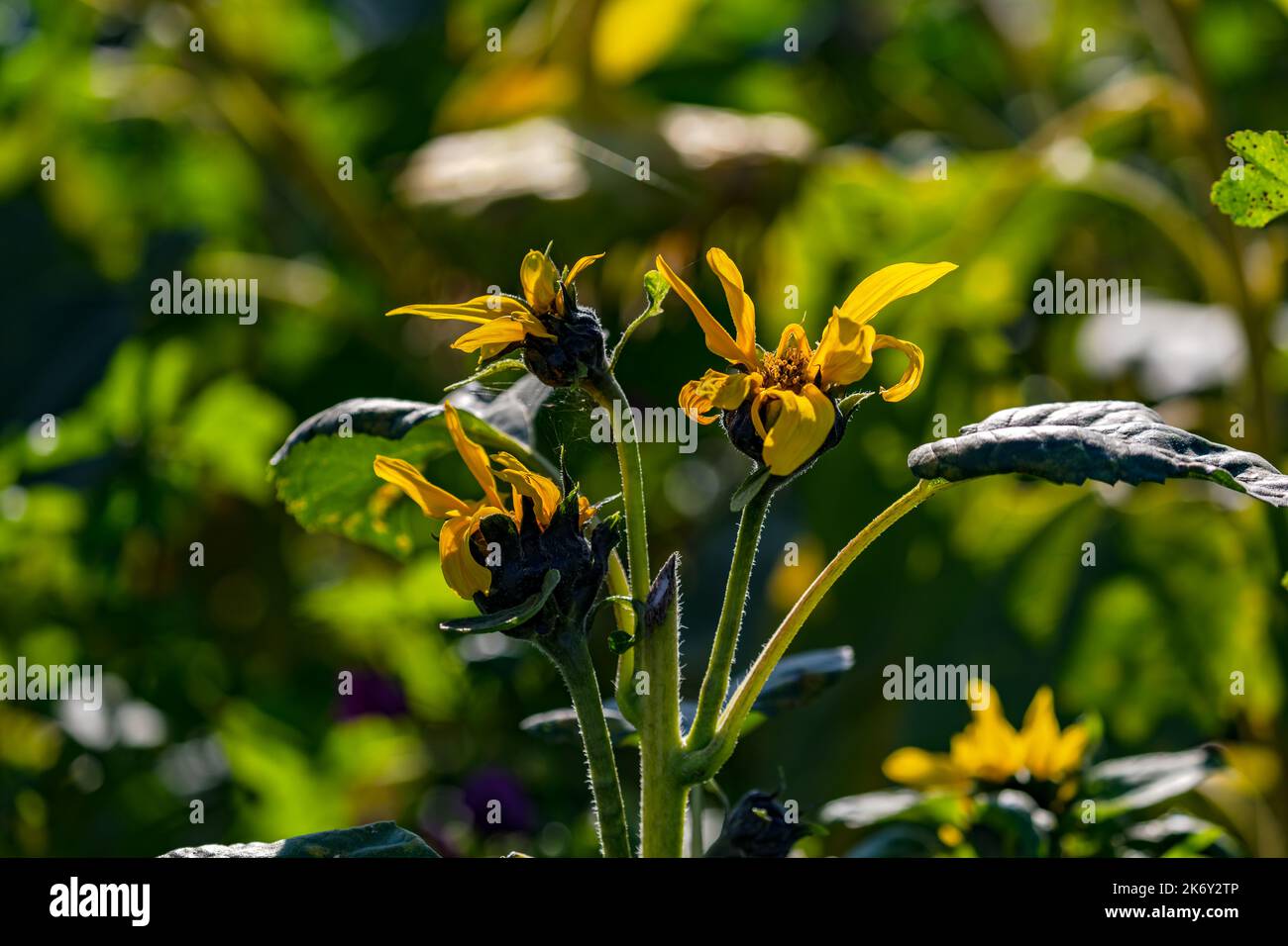 A sunflower with several flowers cropped against green background ...