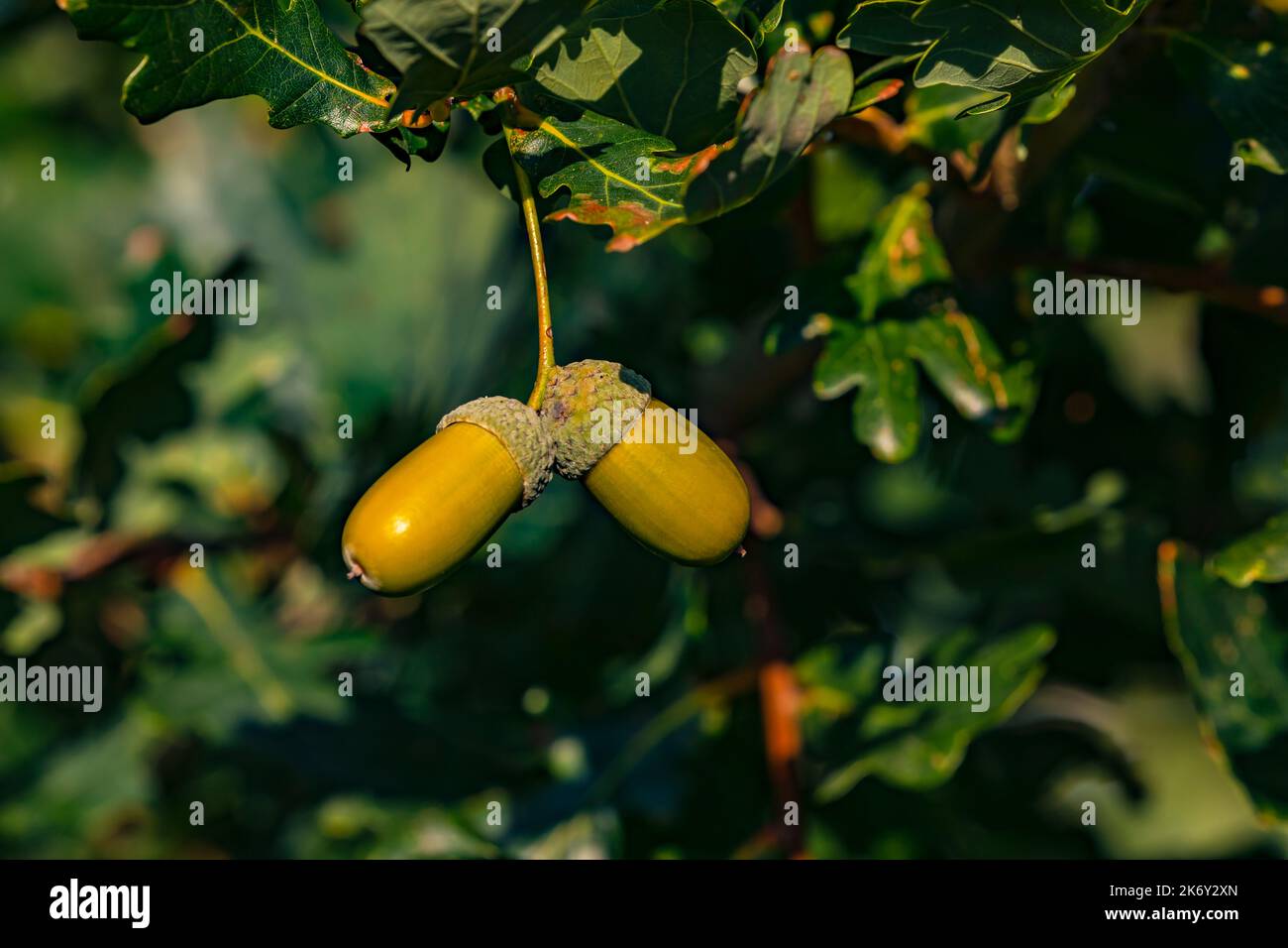 Two acorns on a stem isolated in front of the oak tree, Germany Stock ...