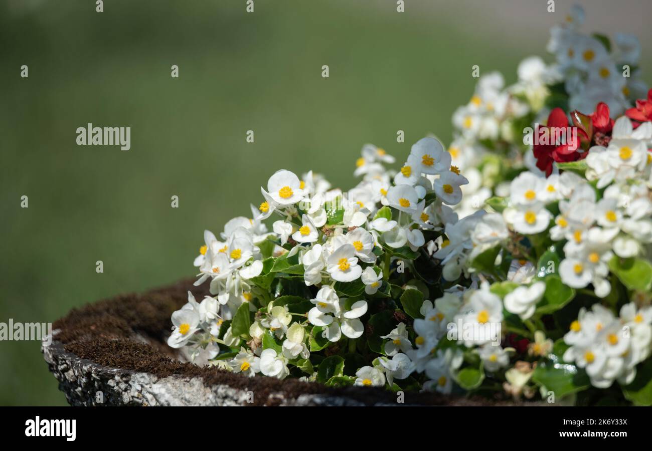 White and red begonias. Close-up of densely flowering begonias. Small ...