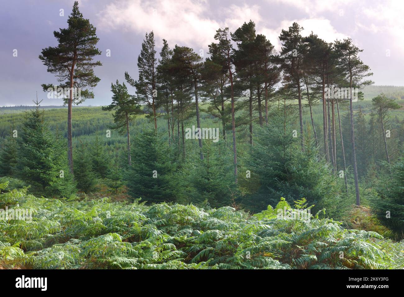 Tall Pine Trees dominating the landscape. Keilder Forest ...