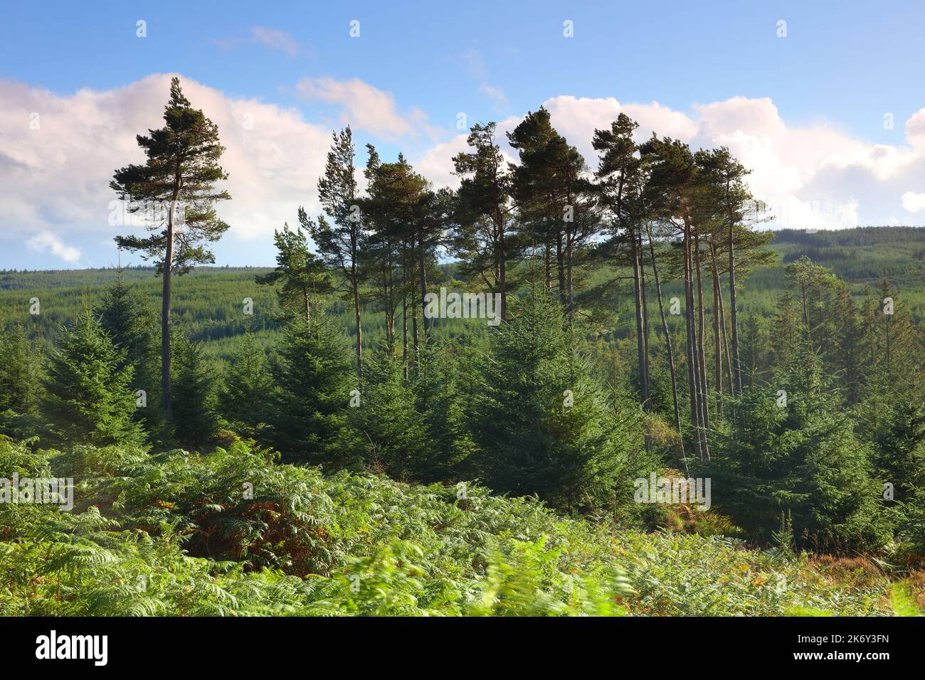 Tall Pine Trees dominating the landscape. Keilder Forest ...