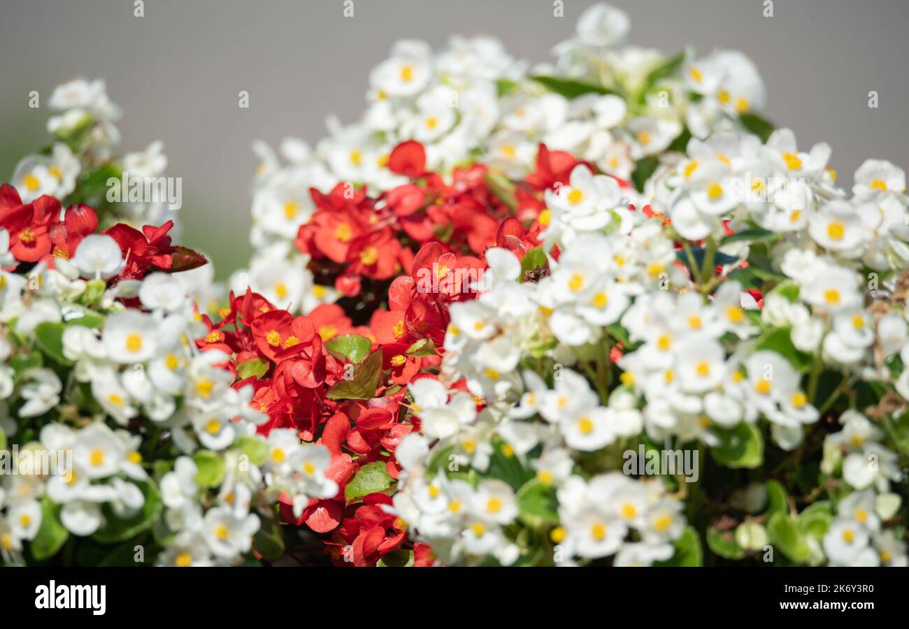 White and red begonias. Close-up of densely flowering begonias. Small ...