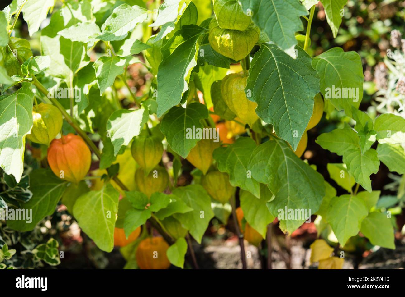 The orange fruit Physalis peruviana Stock Photo - Alamy