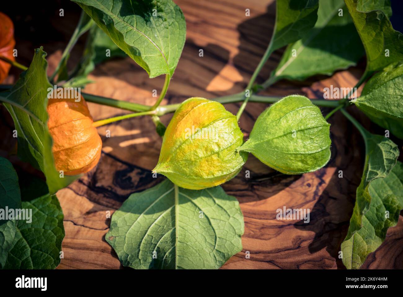 Physalis peruviana growing hi-res stock photography and images - Alamy