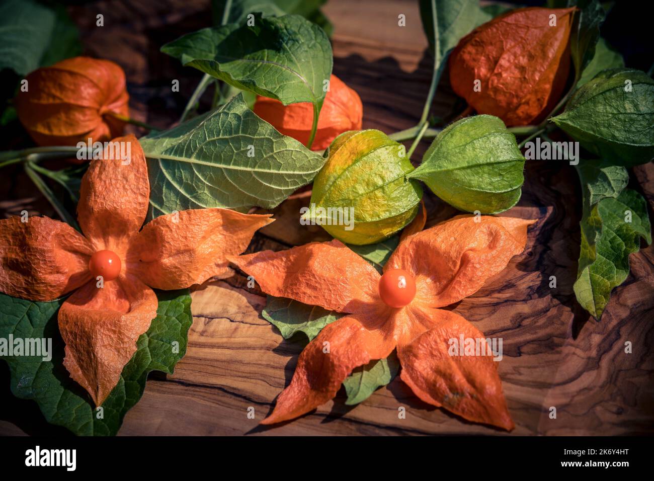 Physalis peruviana growing hi-res stock photography and images - Alamy