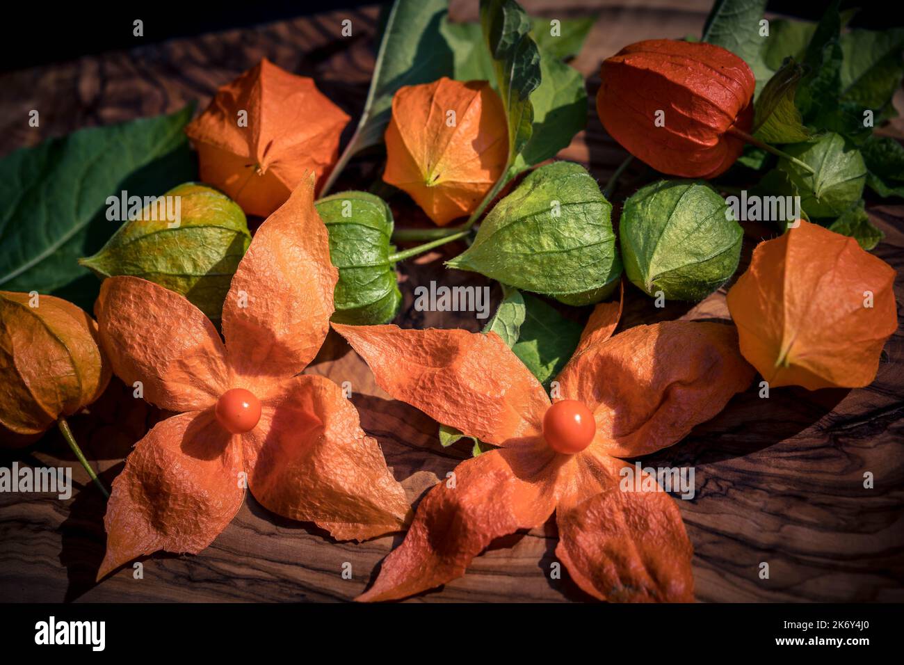 The orange fruit Physalis peruviana Stock Photo - Alamy